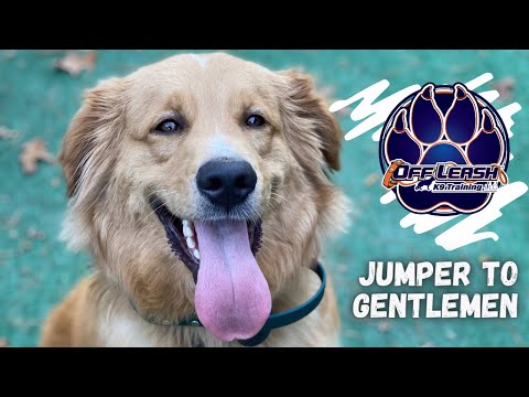 Asheville Dog Trainers - 1 Year Old Golden Retriever/Australian Shepherd Mix Jumper To Gentlemen