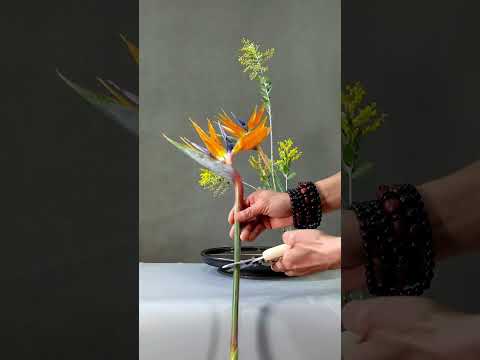 楚楚动人鹤望兰,亭亭玉立笑羞颜。#flowerarrangement #flowers #flowermaking