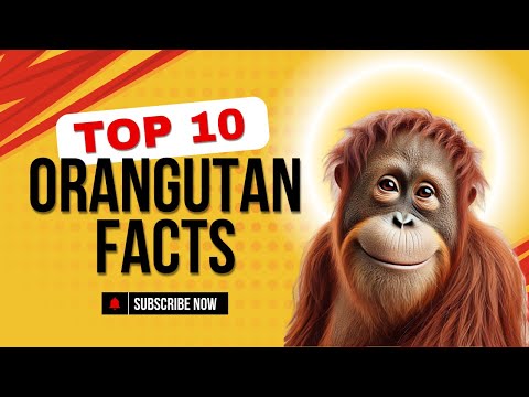 Top 10 Fun & Fascinating Orangutan Facts (You Wonβt Believe #7)