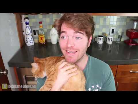 Shane Dawson Did What To His Cat?