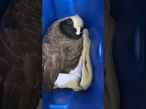 Canada Goose With Bird Flu Symptoms