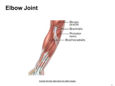 Mastering Medical Terminology Chapter 15: Muscular System