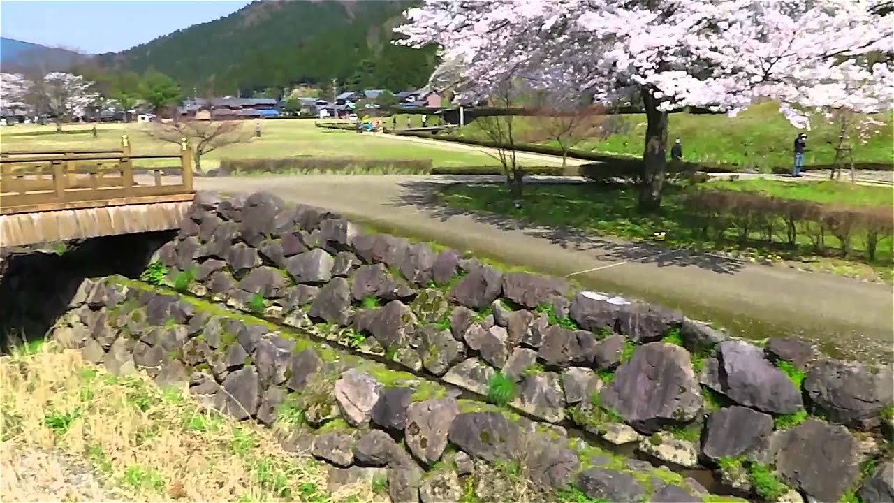 Cherry Blossoms of Asakura Ruins