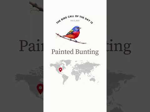 Painted Bunting Bird Call | Bird Call of the Day Feb 5, 2025