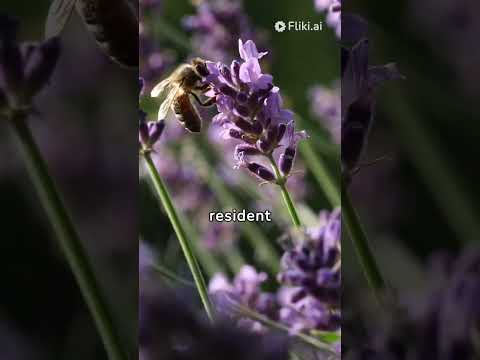 Beehives: Nature's Buzzing Wonders Unveiled