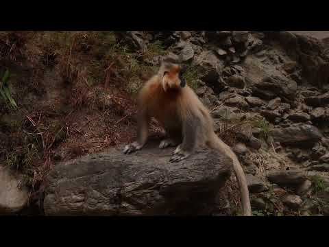 Golden Langur, Bhutan