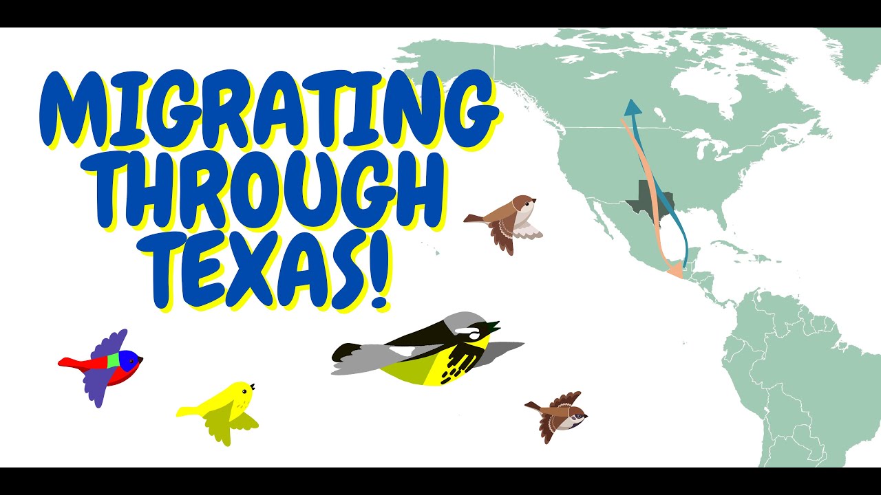 Migrating Through Texas!