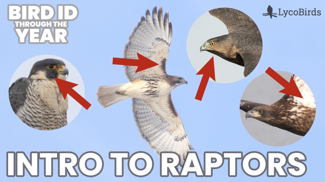 Introduction to Raptor Identification - Hawk, Eagle, and Falcon Shapes