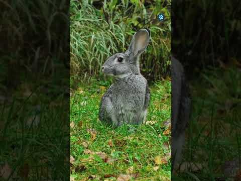 Do Their Ears Tell You How a Rabbit Feels?