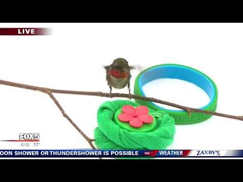 Hummingbird banding