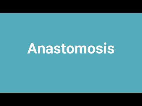 'Anastomosis' Meaning and Pronunciation