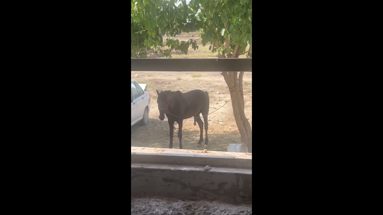 Horse masturbation, How hard is it without hands? How lucky we are،Comment ?