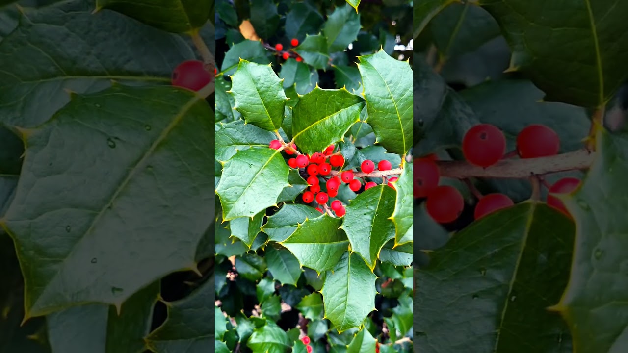 FELIZ NAVIDAD 🎄☃️👼❤️🤍💙