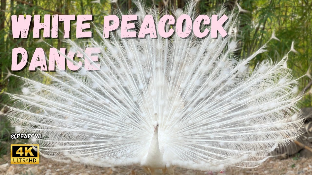 The Beauty of Rare White Peacock Feather Displays