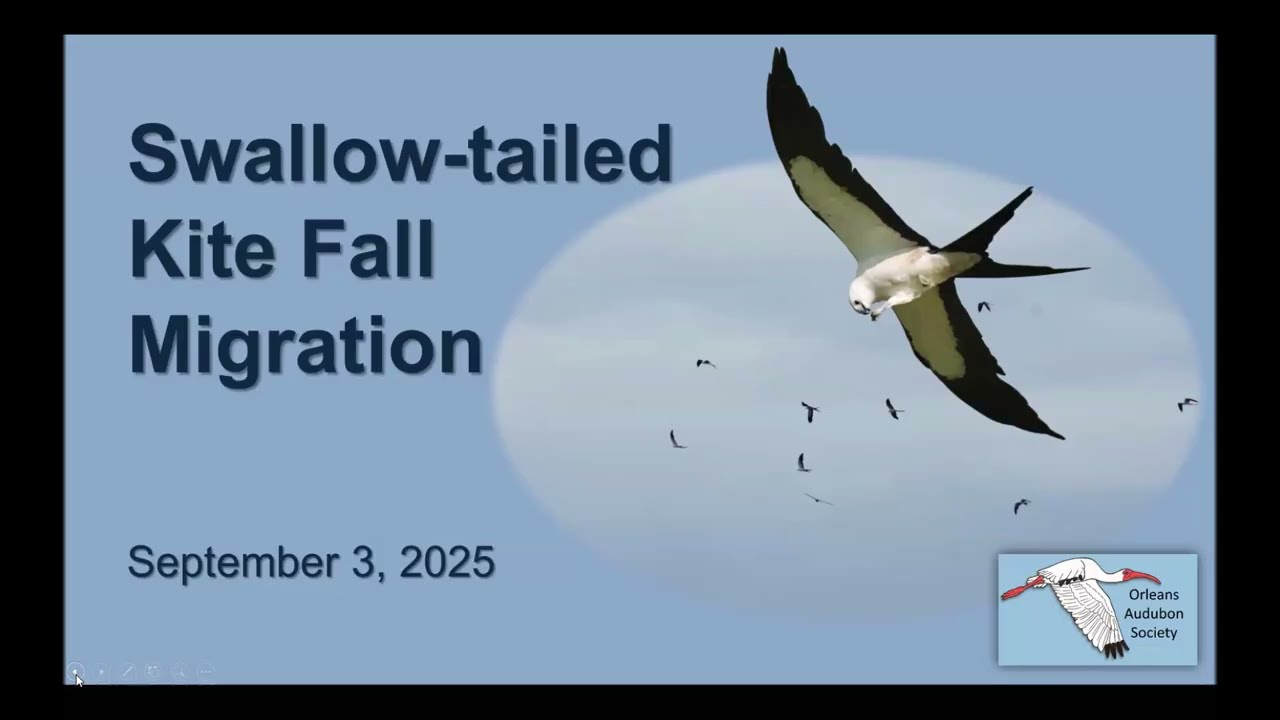 Swallow-tailed Kite Fall 2025 Migration Update