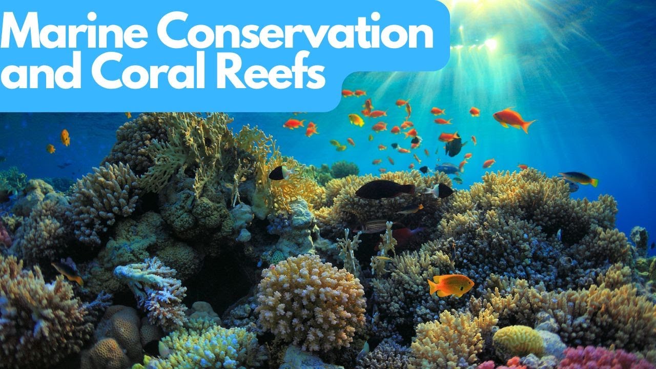 Dive into Marine Conservation: Saving Coral Reefs