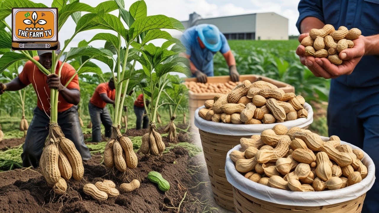 Did you know that PEANUTS are grown underground? How millions of kilos are HARVEST and CLEANED