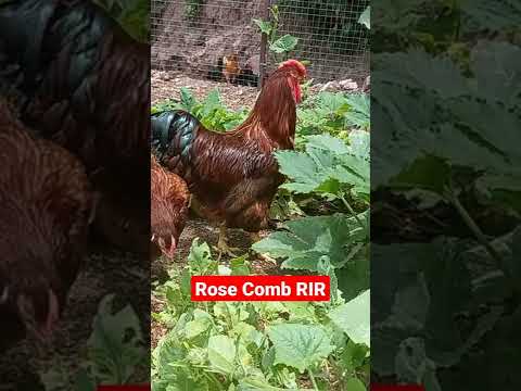 Rose Comb Rhode Island Red! A rare and Beautiful Breed! Eggs and Chicks available at FJ Farms!