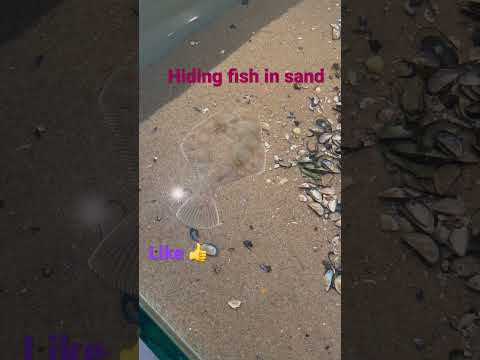 Hiding fish in sand #nature #fish #ytshort