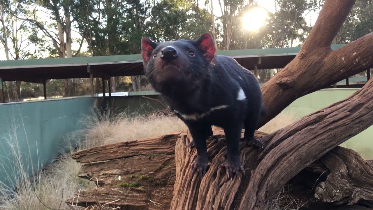 Adopt-A-Devil: Lilly