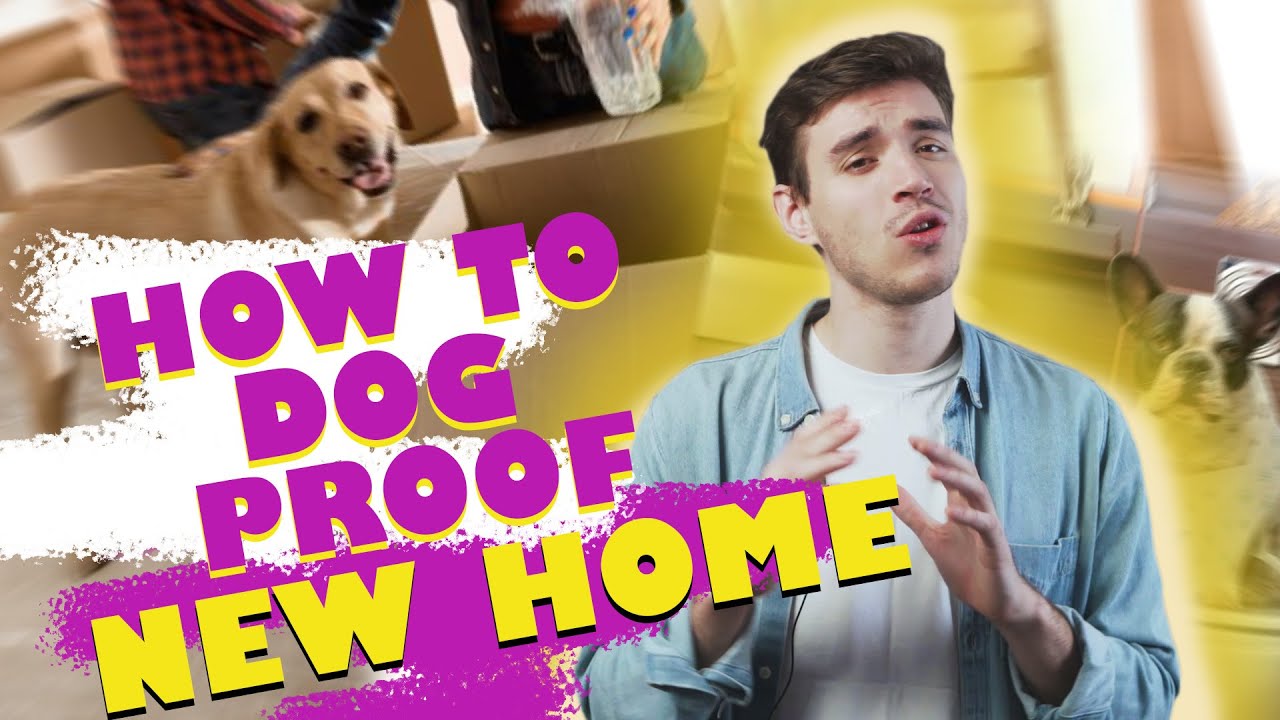 How to Dog Proof Your New Home After Move In - Moving Tips 2022