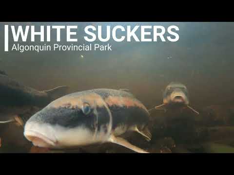 Sucker Spawning and Resources Subsidies – River and Stream Ecology Lab