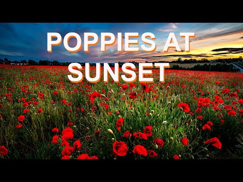 Poppies At Sunset, Just Lovely | LANDSCAPE Photography