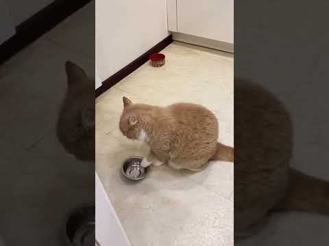 Funniest Cats 😂 Funny Cats Life 😹 Funny Cat