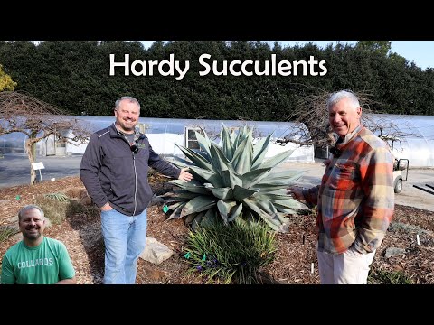 Garden Myths - Agave, Mangave, Cactus, Cyclamen - Tony Avent