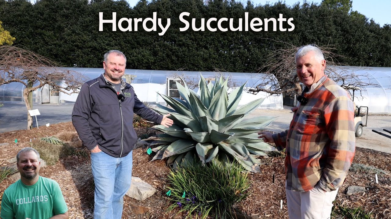 Garden Myths - Agave, Mangave, Cactus, Cyclamen - Tony Avent