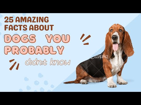 25 Amazing Facts About Dogs You Probably Didn't Know/dog facts you didn't know