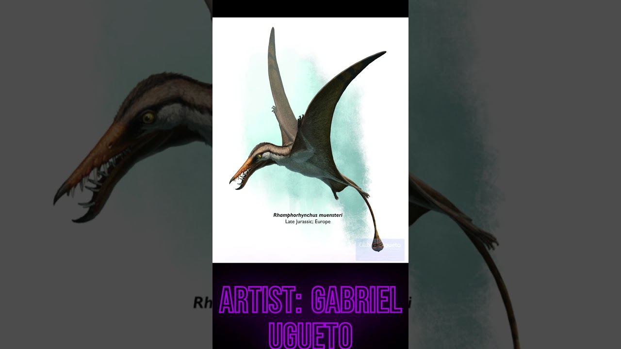 Rhamphorhyncus Short #rhamphorhyncus #pterosaur #animalfacts #pridemonth #jurassicjune