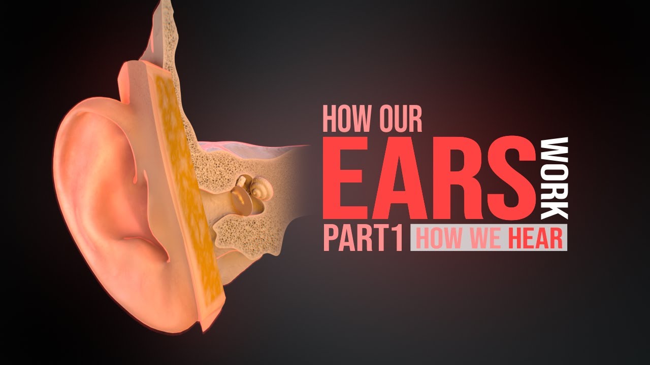 How the Human Ear Works! Part 1 - Hearing (Animation)