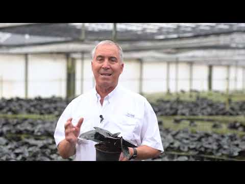 Plant Hunter Stories - Geogenathus ciliatus | Costa Farms Trending Tropicals®
