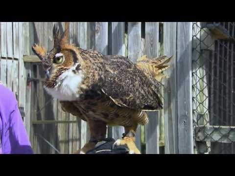 MainStreet - "Raptor Rehabilitation of Kentucky"