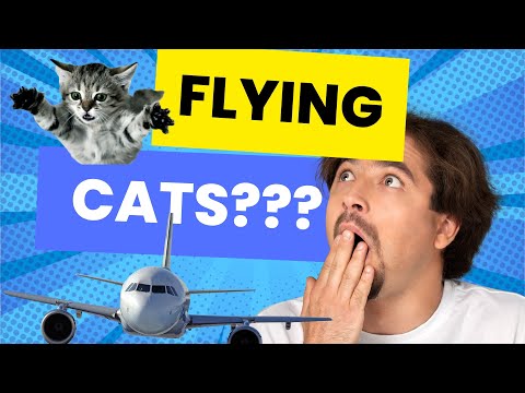 How to fly with a cat on the plane!