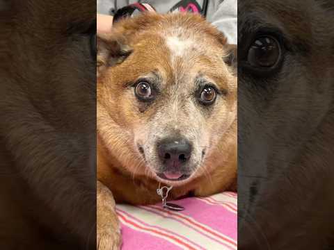 Dog under anesthesia.#dog #dogs #anesthesiology #cute #fay #viralvideos