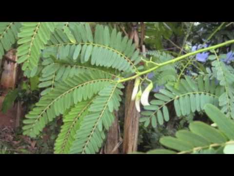 Sesbania Seed - Wholesale Price & Mandi Rate for Dhaincha Seeds in India