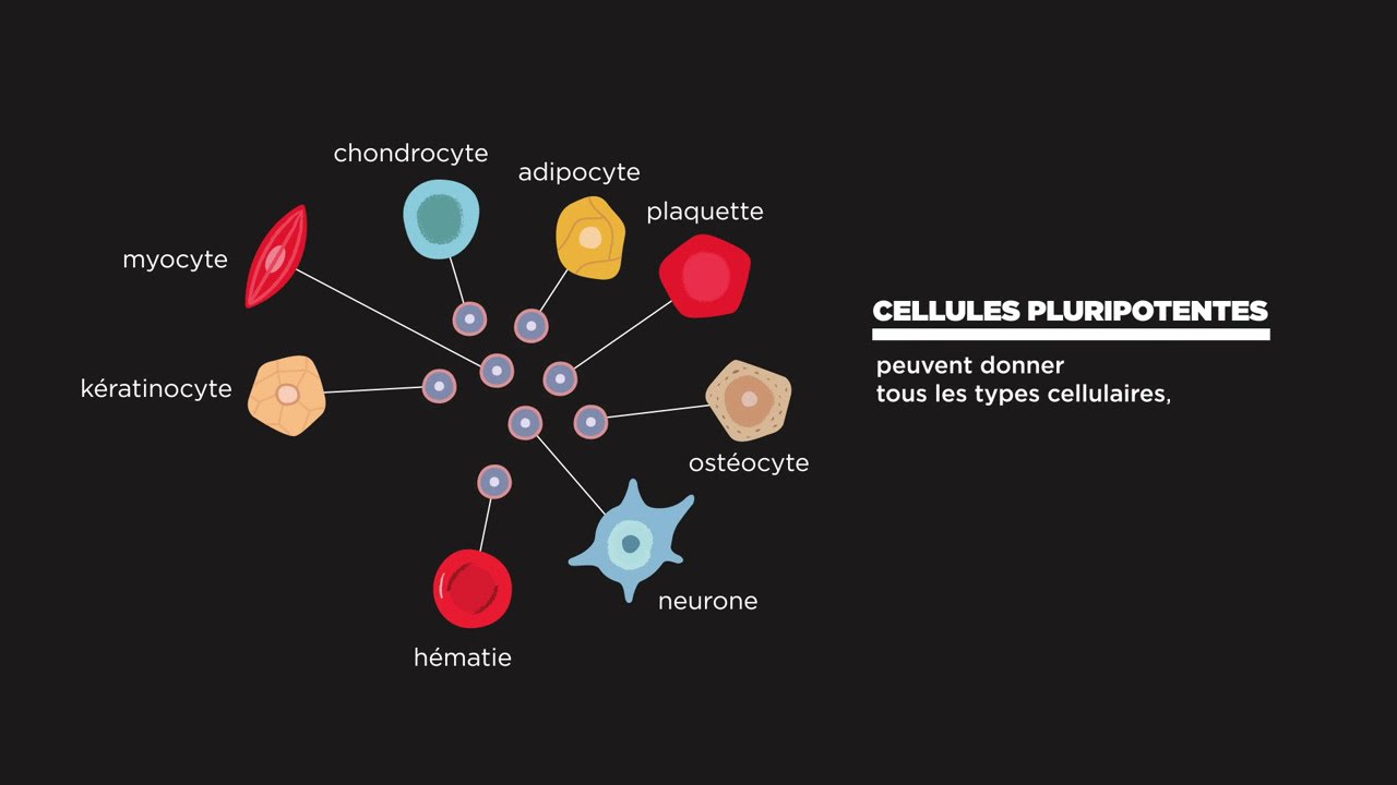MOOC côté cours : Qu'est-ce qu'une cellule souche?