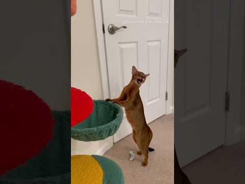 Abyssinian cat talking to kittens ❤️ Loud meows #abyssinian #meow #catvideos #catshorts #talkingcat
