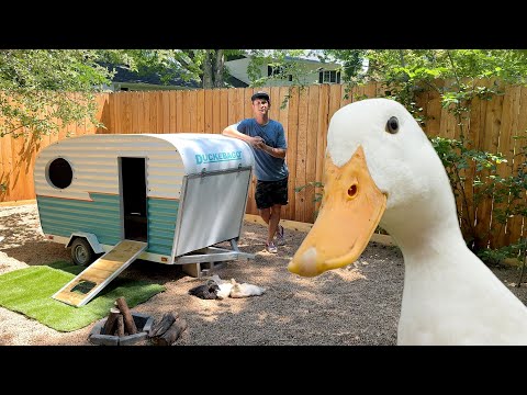 Membangun Tempat Berkemah untuk Bebek!