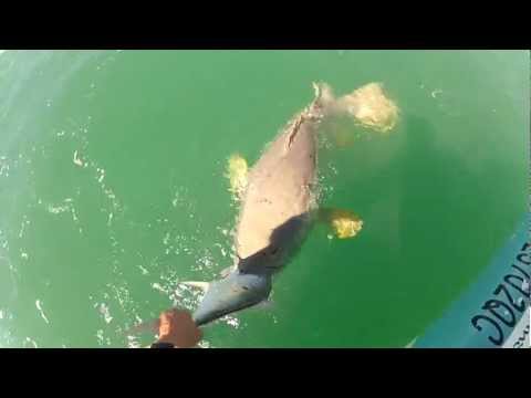QLD Grouper.. worlds largest grouper