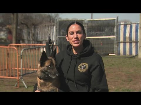 NYPD's first female K9 team is on patrol
