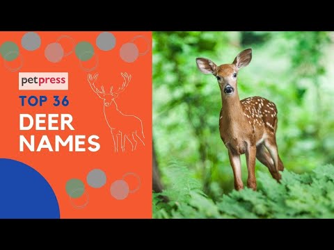 Deer Names - 36 Best Name Ideas For A Male Or Female Deer 🦌