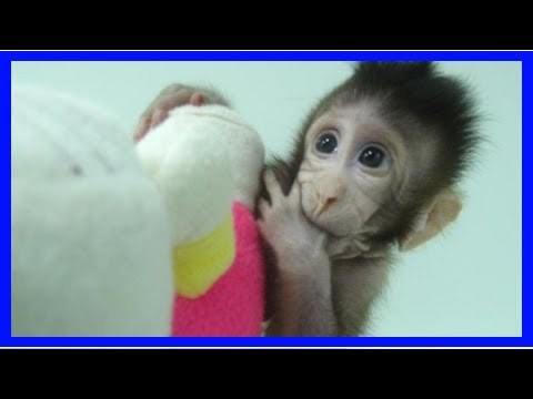 Monkey see, monkey 2: scientists clone monkeys using technique that created dolly the sheep