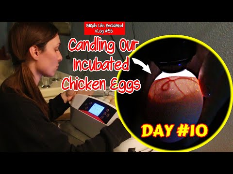 Candling Our Incubator Chicken Eggs at 10 Days | VLog #55
