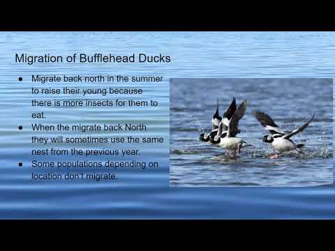 Migration by Elliot, Nicholas, and Layne