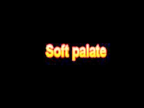 What Is The Definition Of Soft palate Medical School Terminology Dictionary
