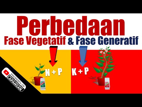 Seri Pemupukan 14. Supaya tidak salah, Perbedaan Fase Vegetatif & Generatif Tananam - Gandasil B