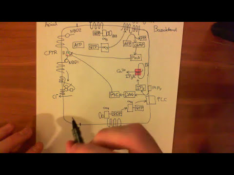 Cystic Fibrosis - CFTR Function Part 1